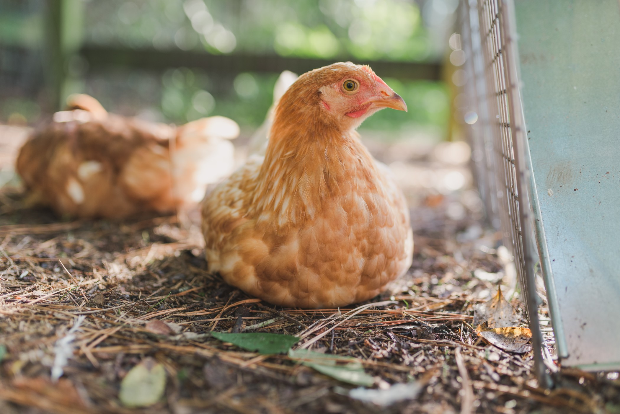nature-landscape-chicken-backyard-earth-chicken-coop-planet-chickens ...